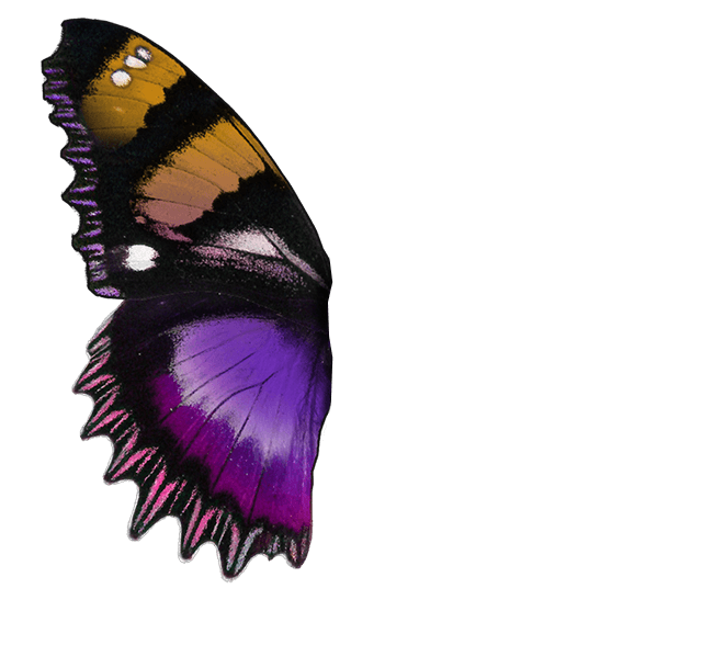 Butterflies Experience